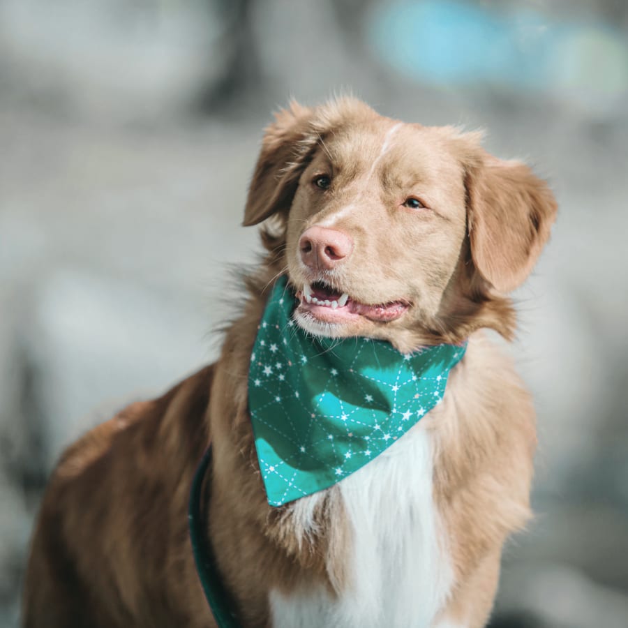 Veterinary Diagnostic Laboratory in Cincinnati, OH Veterinary Diagnostic Laboratory in Cincinnati, OH